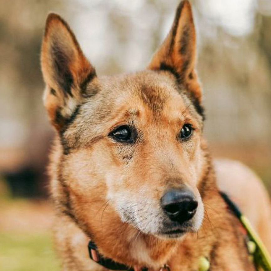 Взрослая собака в добрые руки