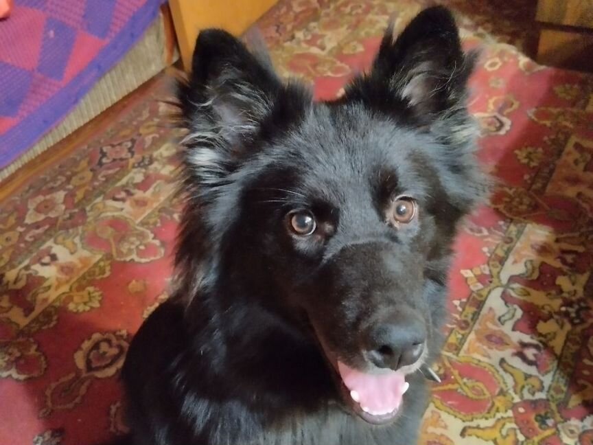 Метис хаски