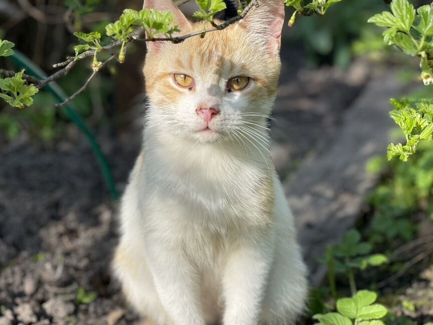 Рыжий котенок в добрые руки