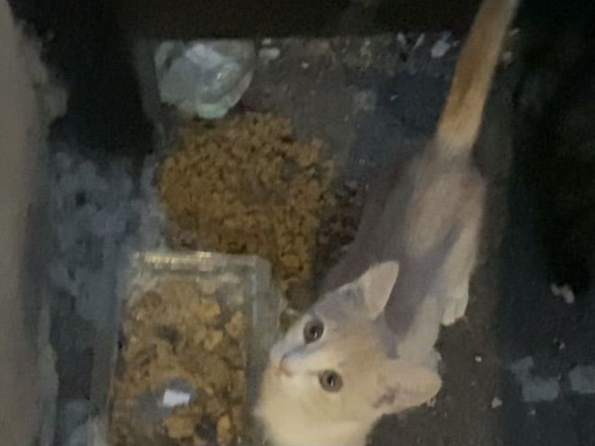 Рыжий котенок ищет маму на улице он погибнет