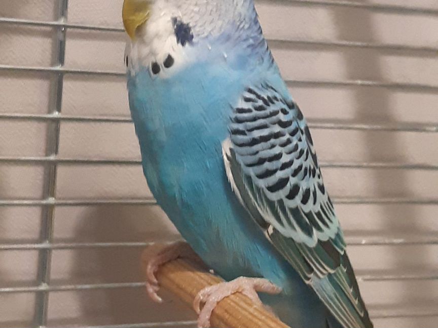 Волнистый попугай