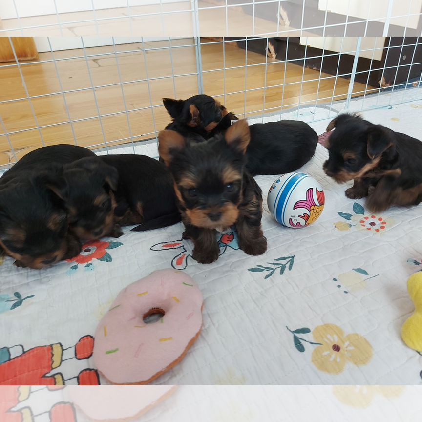 Йоркширский терьер, щенок