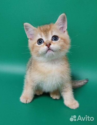 Шотландская красавица