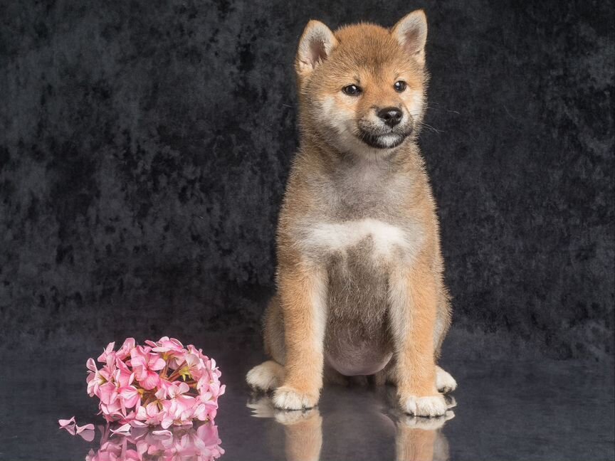 Сиба (шиба) ину