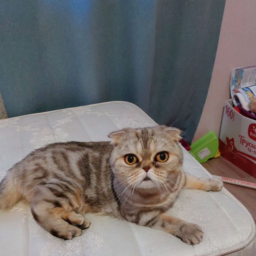 Шотландская