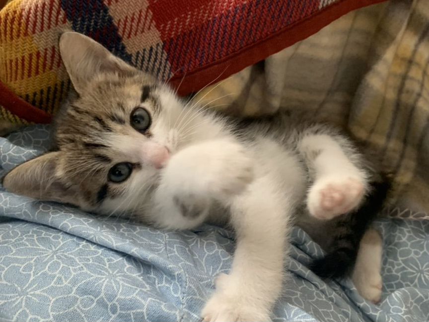 Котенок 1.5 месяца