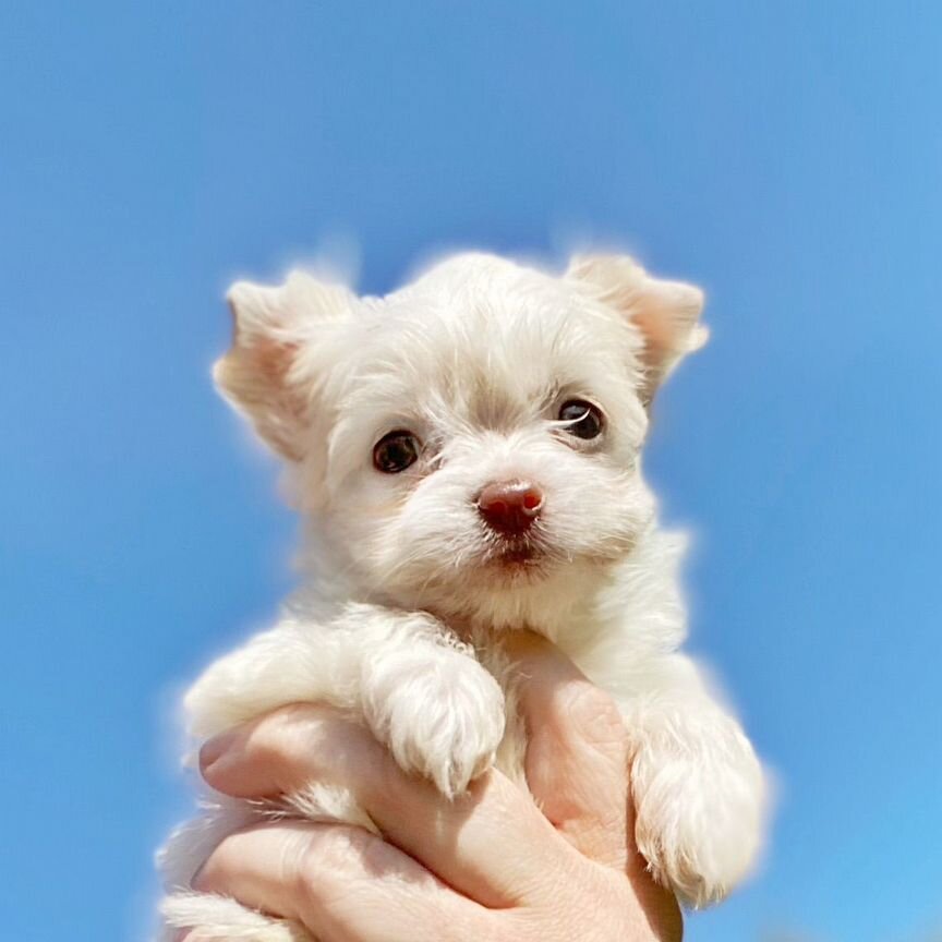 Ветер (белый мини мальчик)