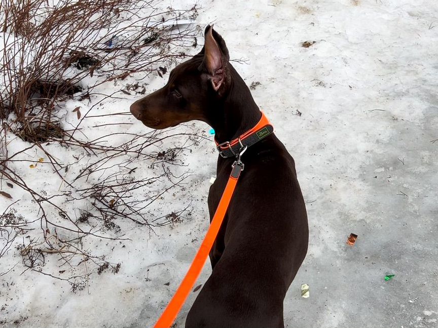 Поводок Hunter Convenience 120