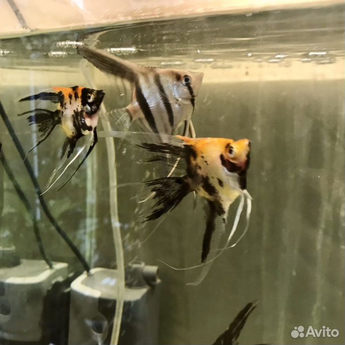 Скалярии супер вуаль