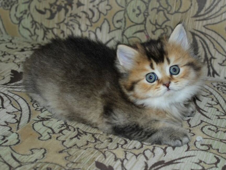 Золотая шиншилла