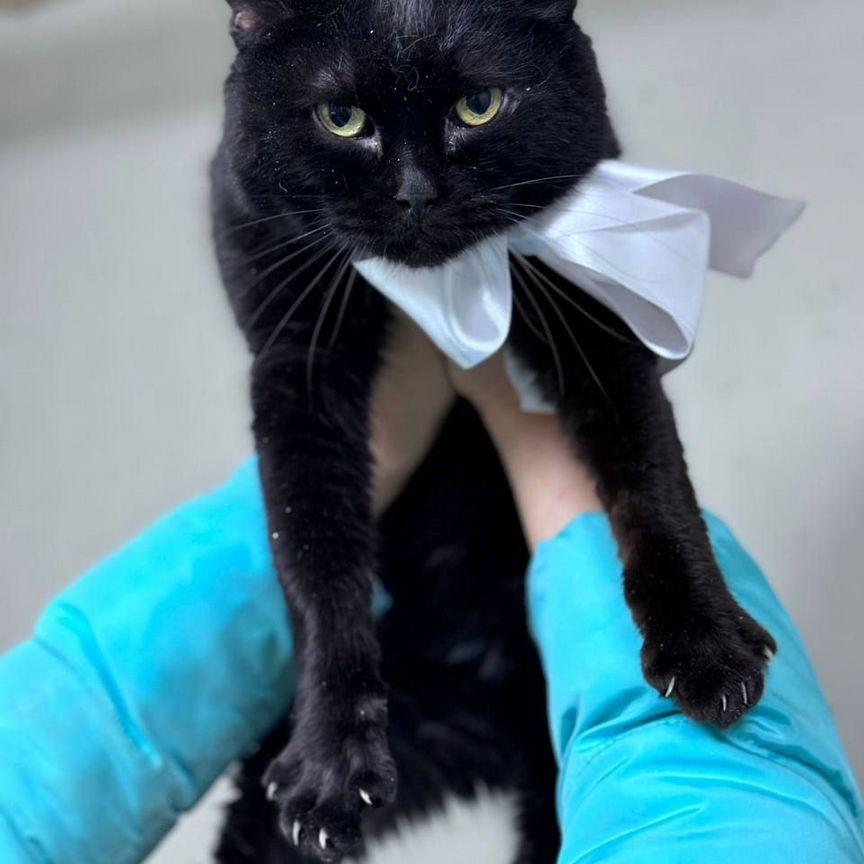 Бакс в добрые ручки