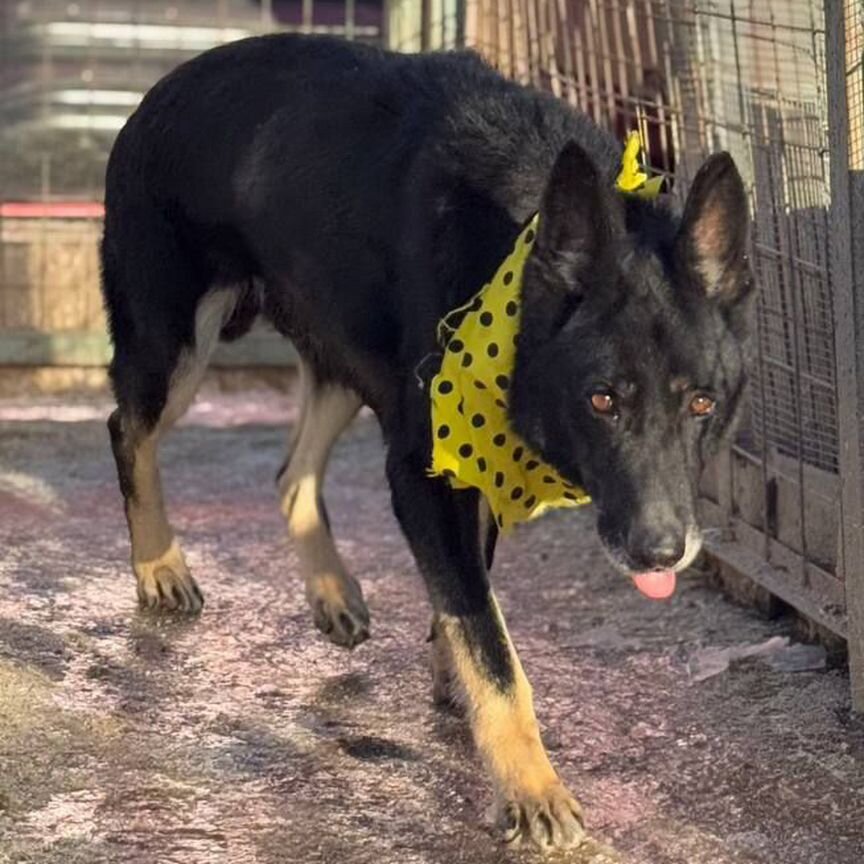 Немецкий овчар Найт. Порода не спасла от приюта
