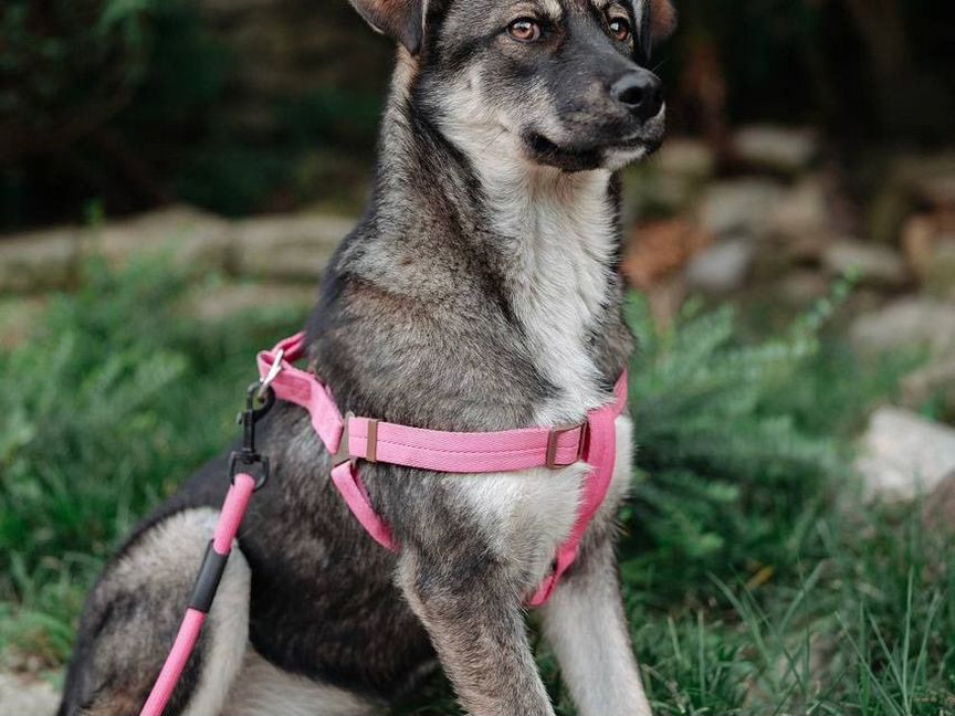 Спокойная и ласковая Рози собака в добрые руки