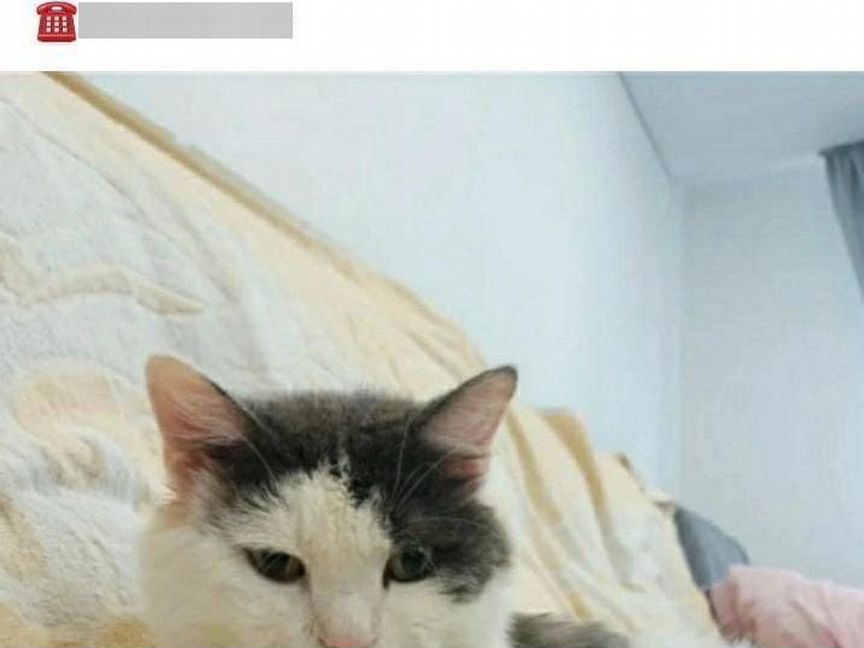Котик одной лапкой на улице, человек откликнись