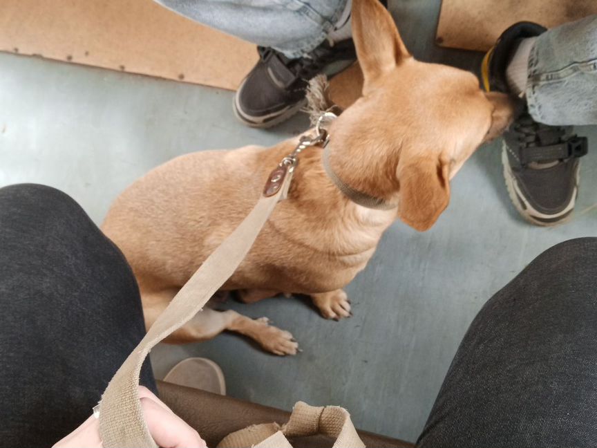 Собака в добрые руки отдам бесплатно