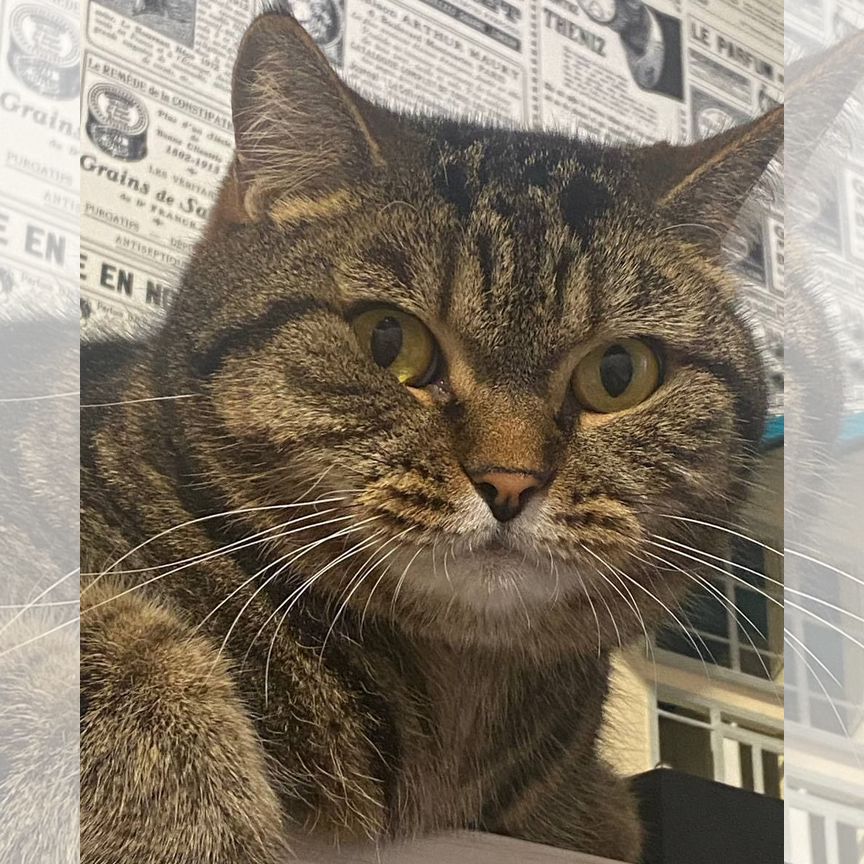 Взрослая, кошка в добрые руки