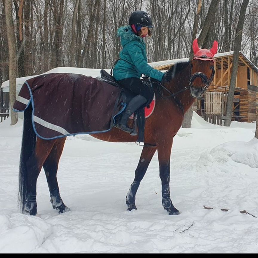 Полупопона для лошади