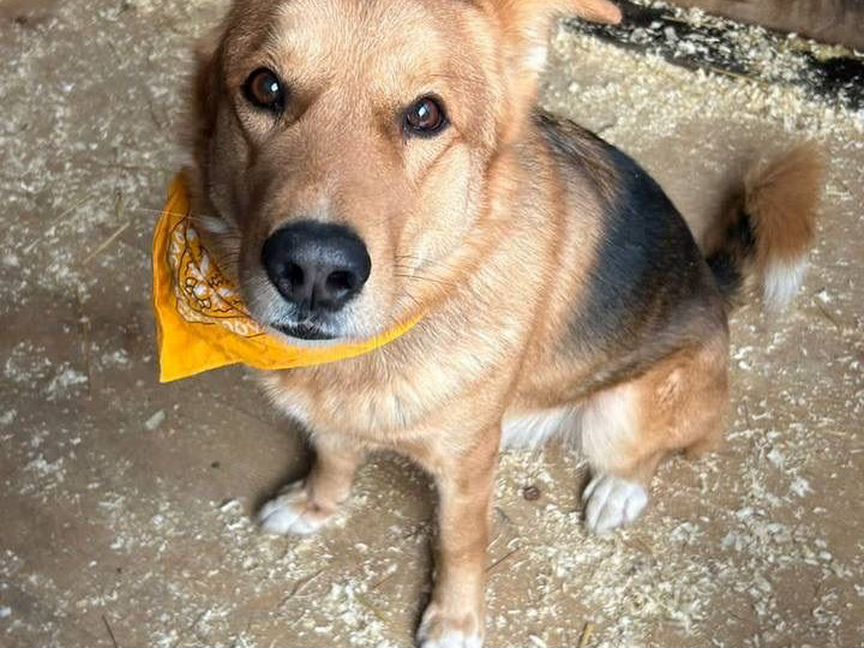 Молодой и добрый пес Модус попал в приют