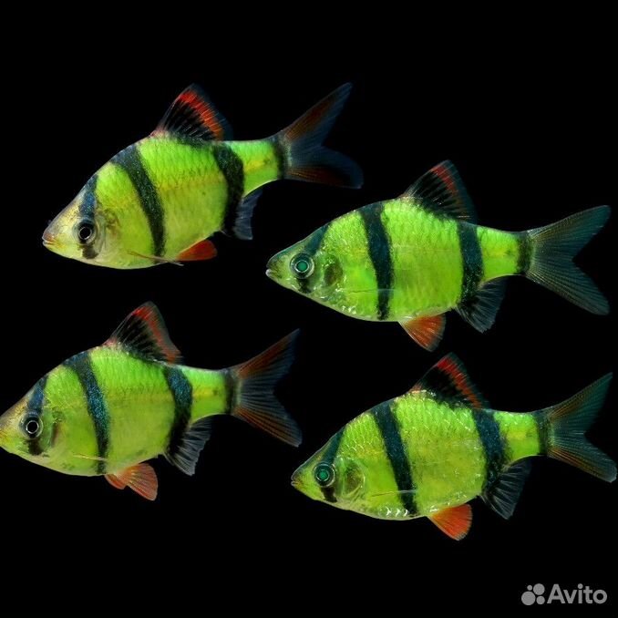 Барбус зеленый с полосой гло