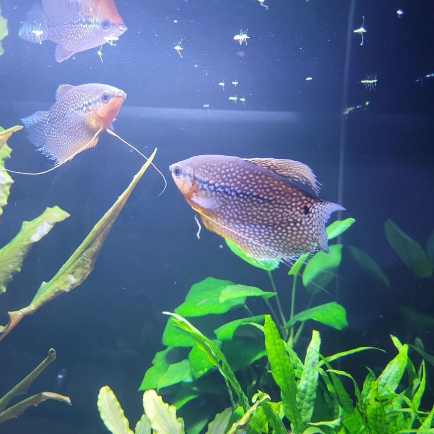 Гурами жемчужный