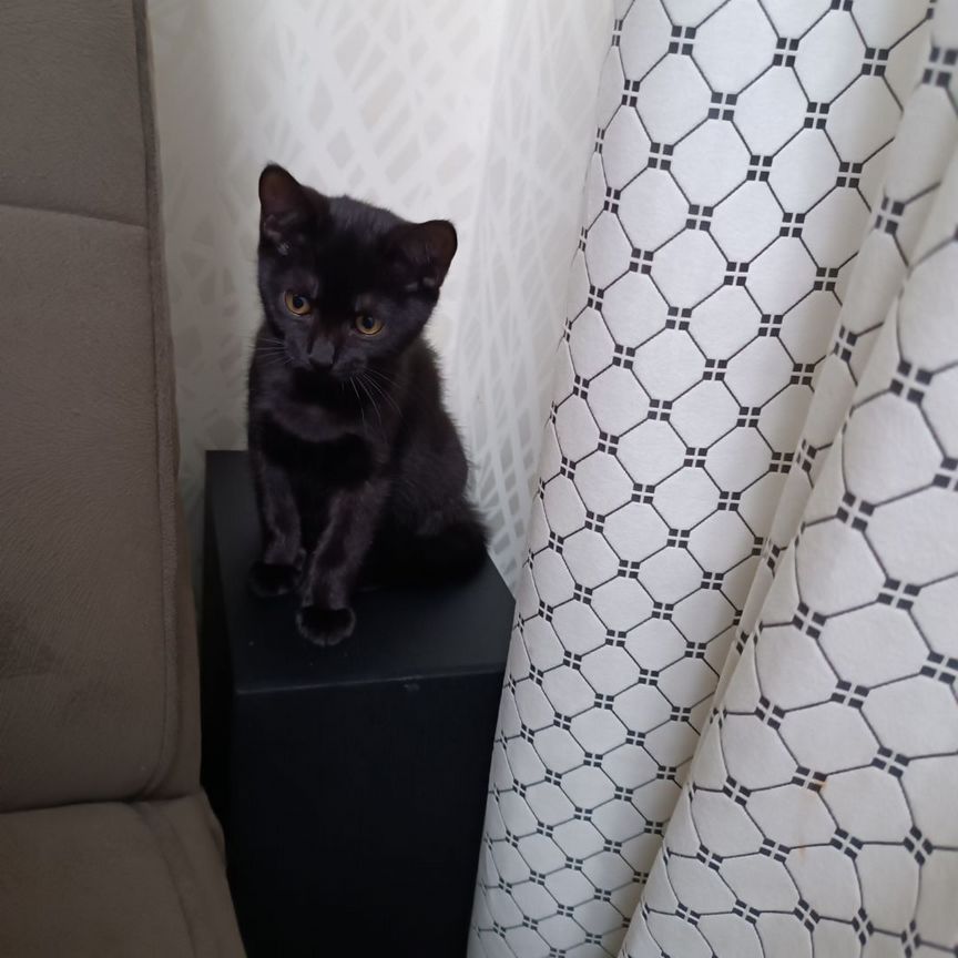 Котёнок метис