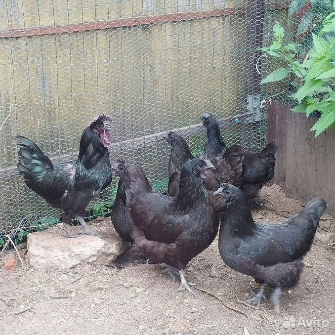 Куры петух Ухейилюй