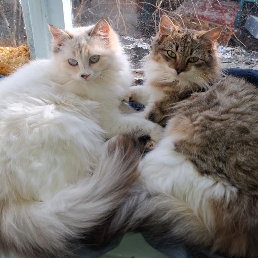 Кошки в добрые руки