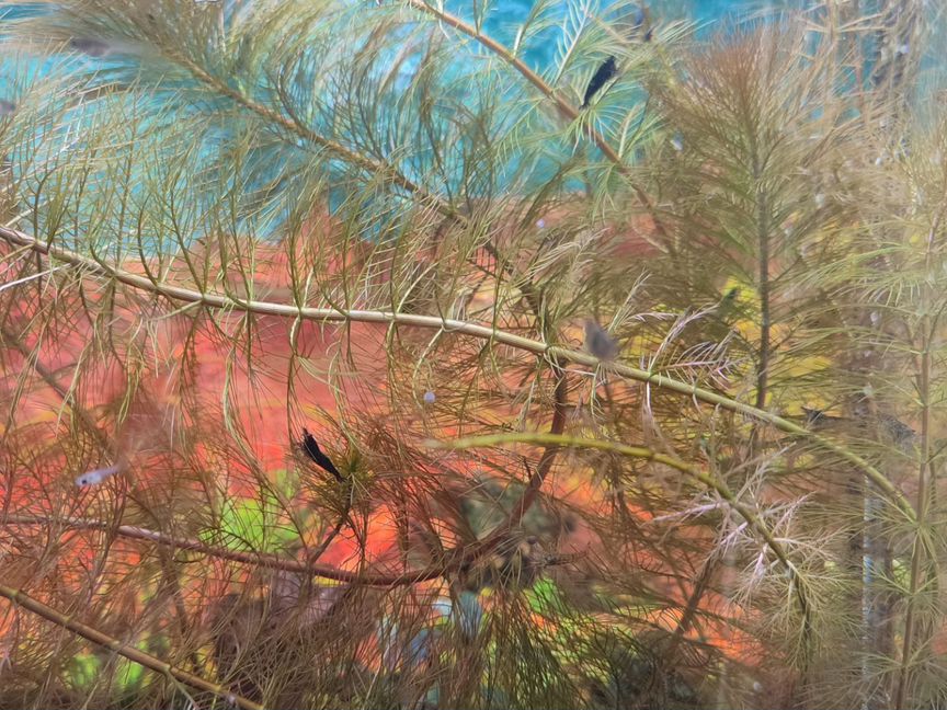 Перистолистник- аквариумное растение