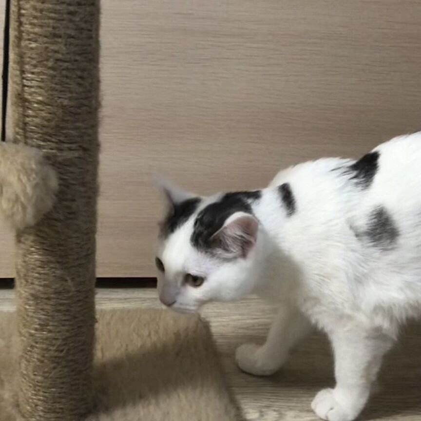 Когтеточка для кошки