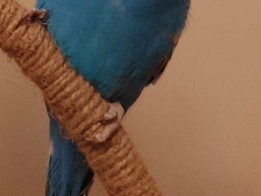 Волнистый попугай самец получех