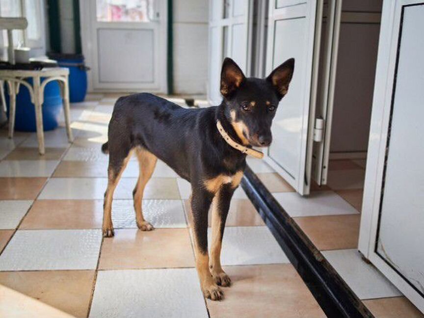 Собака Доча ищет дом