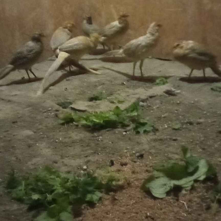 Фазан лимонный