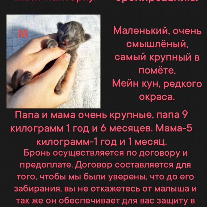 Куняшки, котятки, котики мейкуны
