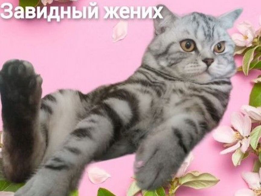 Кот