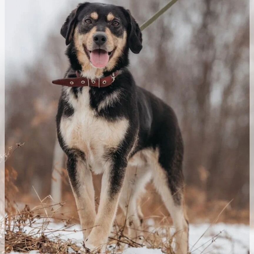 Собака в добрые руки