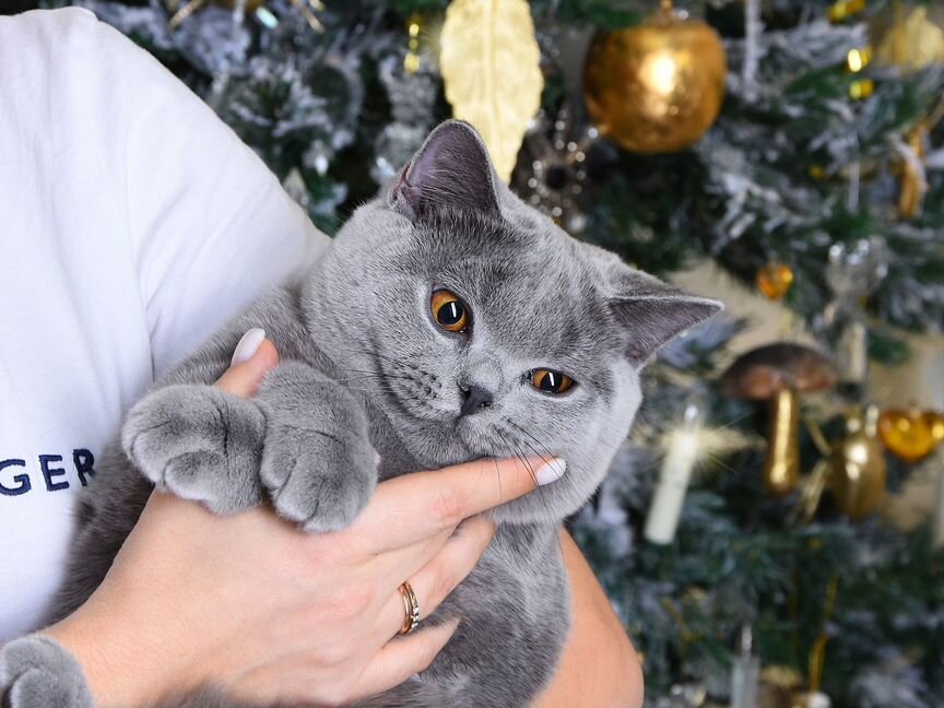 Британская кошка