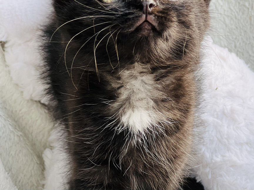 Котёнок веслоухий девочка