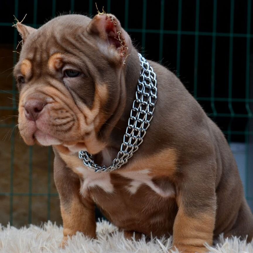 Американский булли, щенок