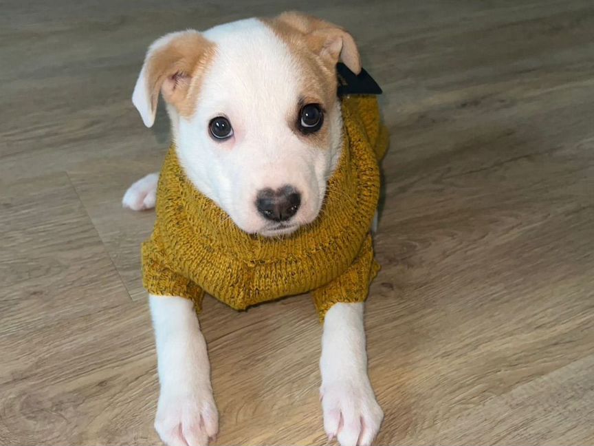 Щенок ищет дом