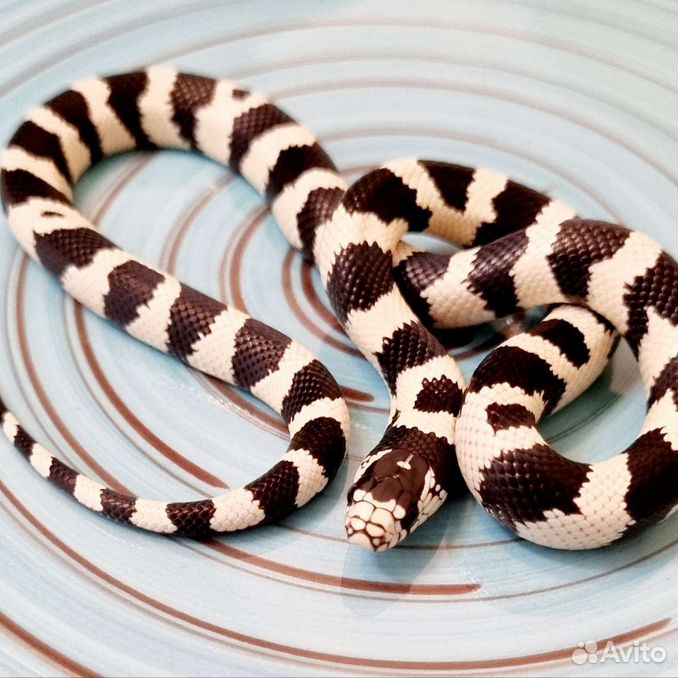 Калифорнийская королевская змея