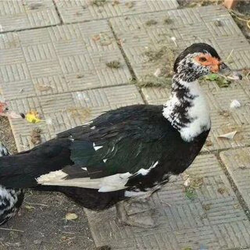 Мускусные утки