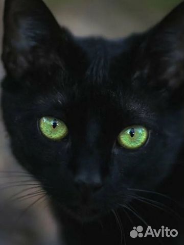 Черная кошка с зелеными глазами гладкошерстная