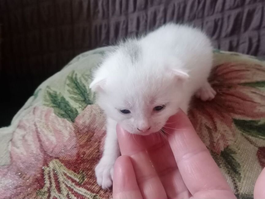 Кошка