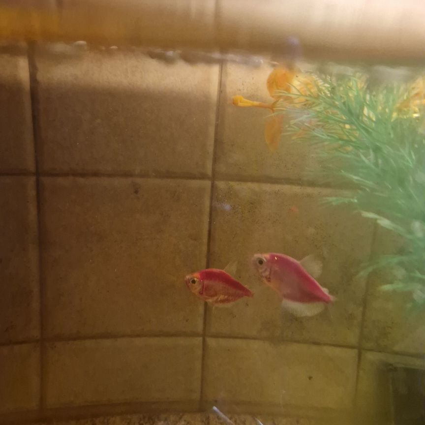 Две рыбки тернеции