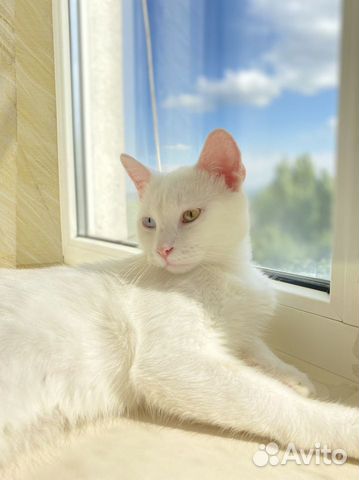 Разноглазый кот