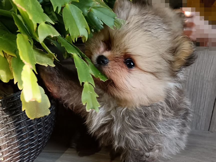 Щенки шпица