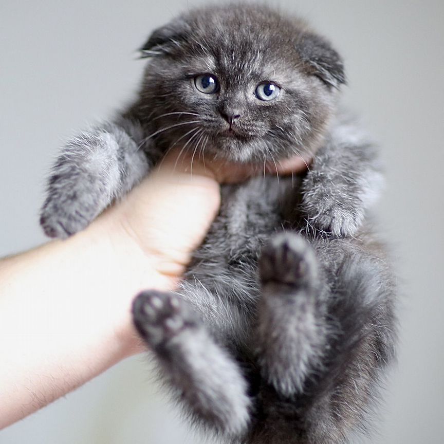Шотландский вислоухий короткошёрстный котёнок