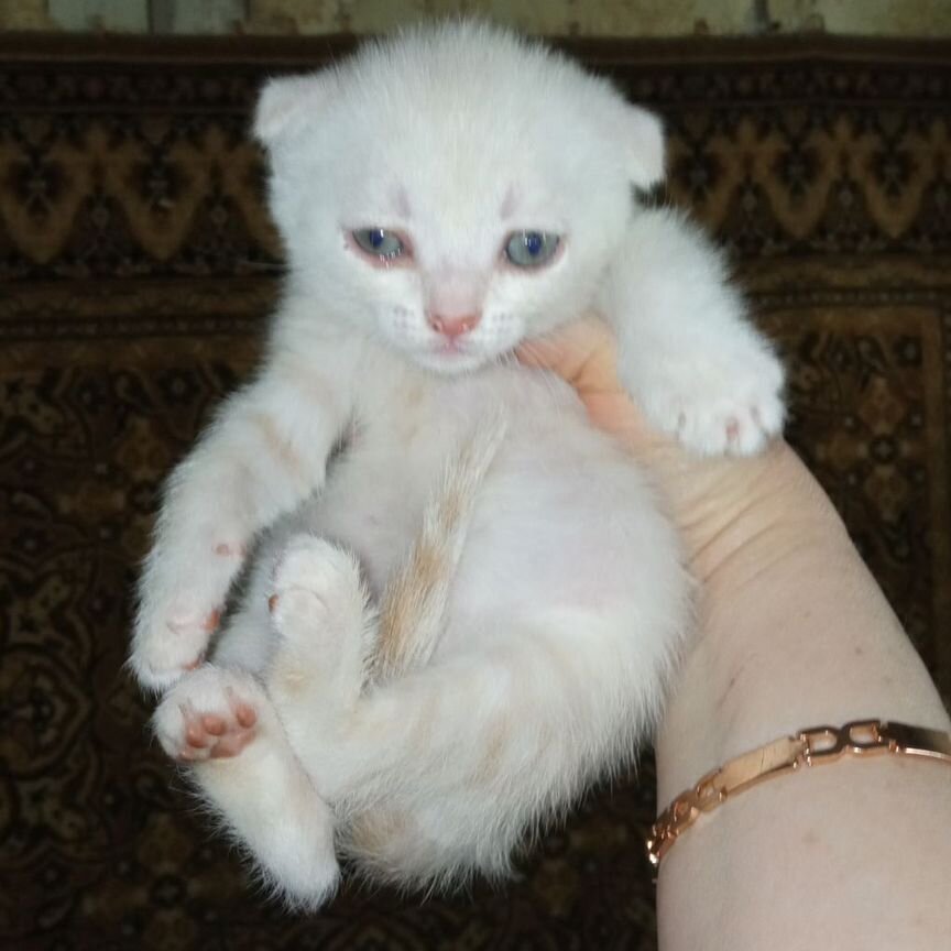 Шотландский вислоухий короткошёрстный котёнок