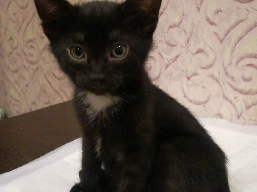 Тимоти 2 мес