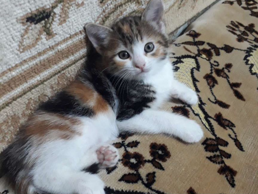 Котята
